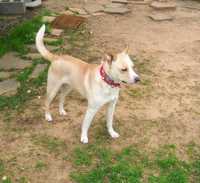What Breed Is Hercules The Dog