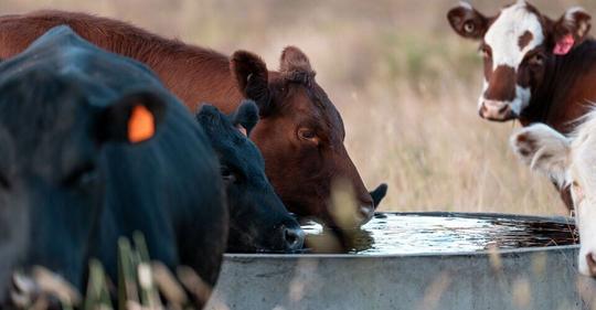 Cattle Chat: Monitoring water sources to protect herd health | Farmtalk ...
