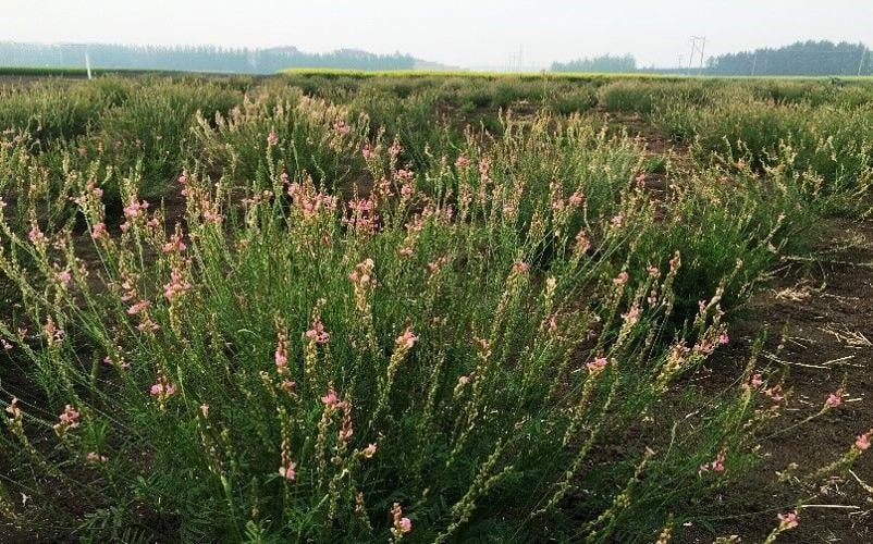 Non-bloating Legumes include Sainfoin | Farmtalk | duncanbanner.com