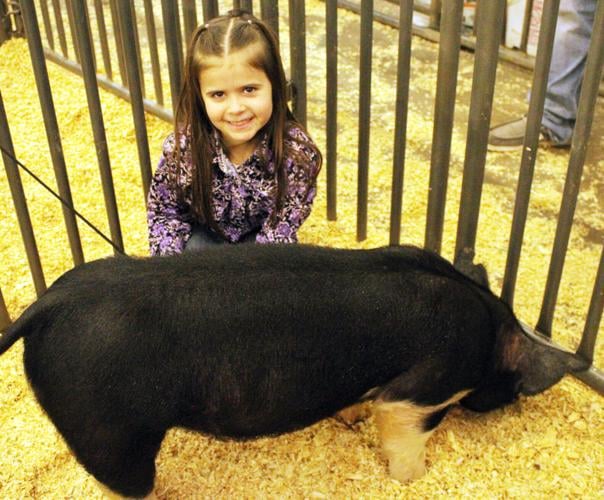 Gallery: Marlow’s Winter Classic showcases prized pigs at Fairgrounds ...