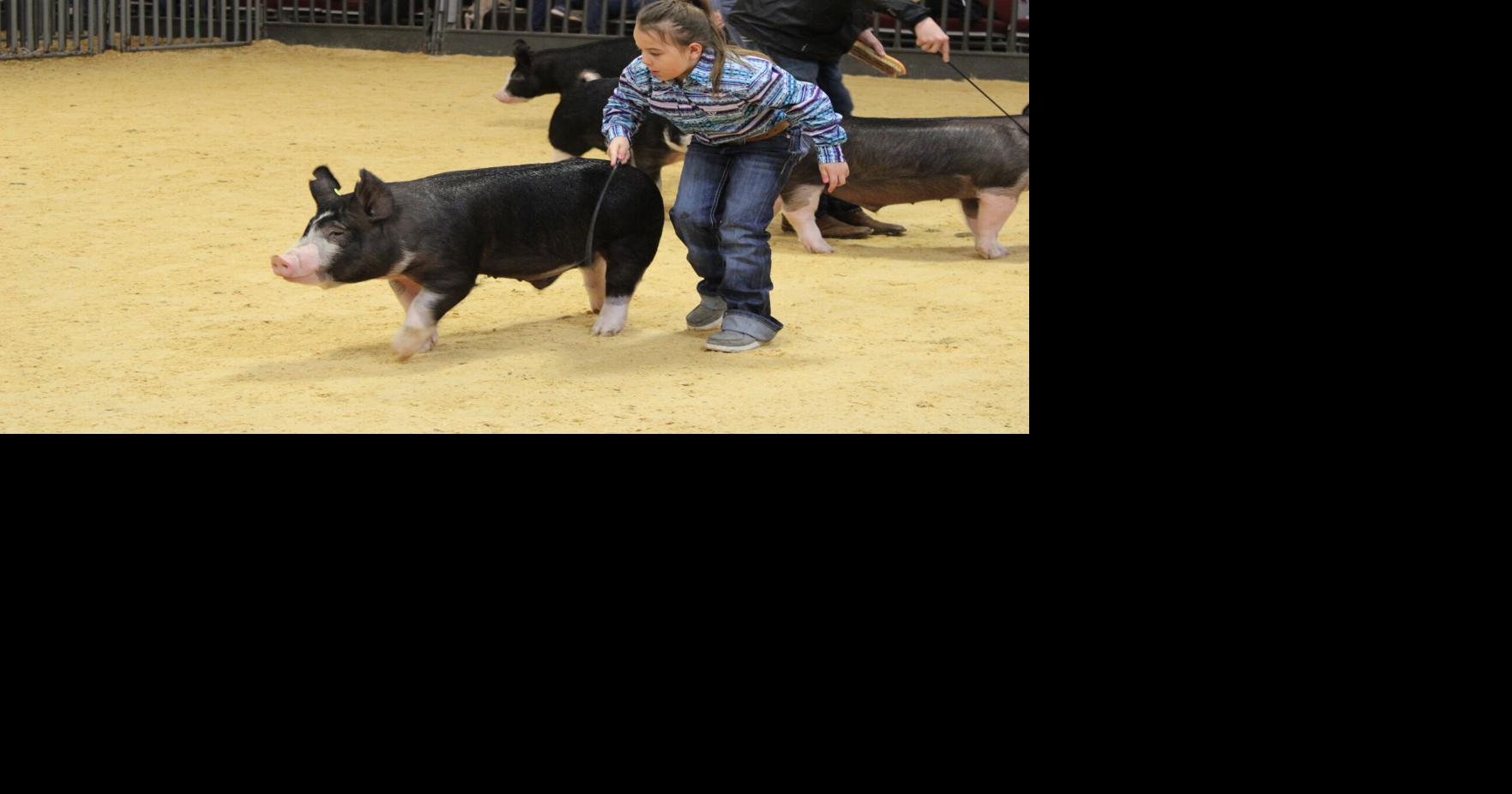 Winter Classic pig show caps off the year at county fairgrounds ...