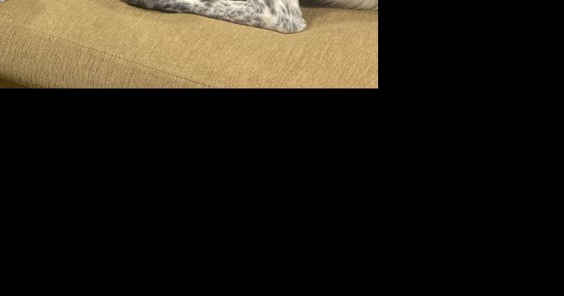 SCHS Column: Sweet as chocolate, Rollo impresses during Take Out ...