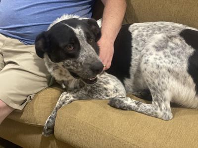 SCHS Column: Sweet as chocolate, Rollo impresses during Take Out ...