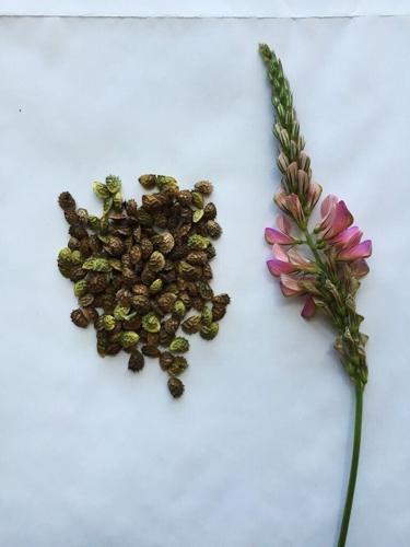 Non-bloating Legumes include Sainfoin | Farmtalk | duncanbanner.com