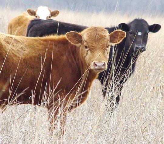 America’s appetite for beef | Farmtalk | duncanbanner.com