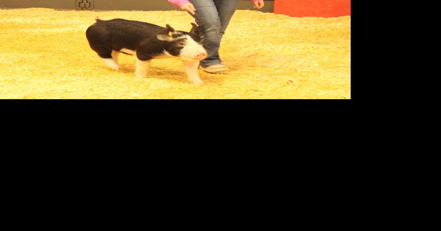 Winter Classic pig show returns to county fairgrounds | Community ...