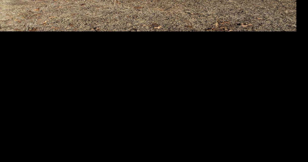 Column – Crapemyrtle Corner: Crapemyrtles should never be topped ...