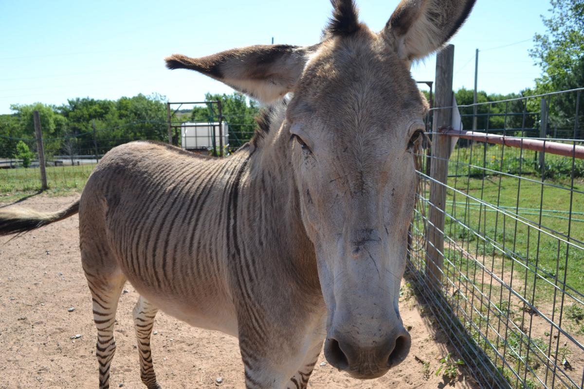 Welcome to our zoo: DT Ranch features a variety of rescued animals ...