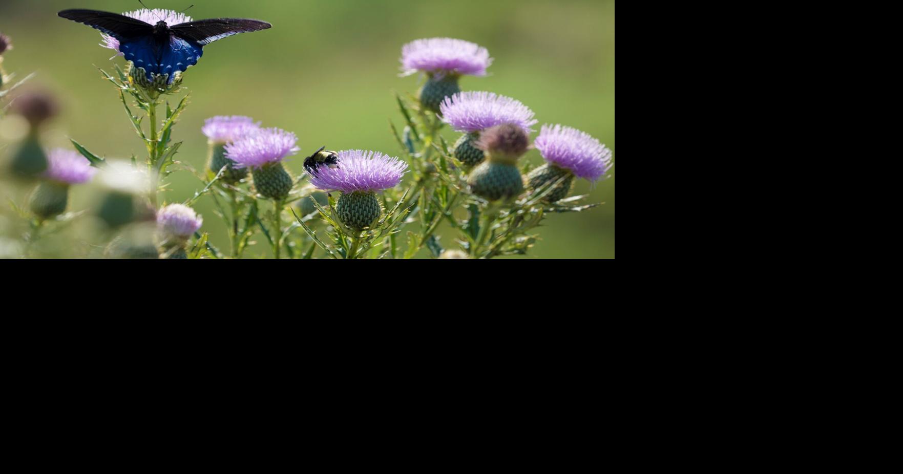Chickasaw Cultural Center celebrates “National Learn About Butterflies ...