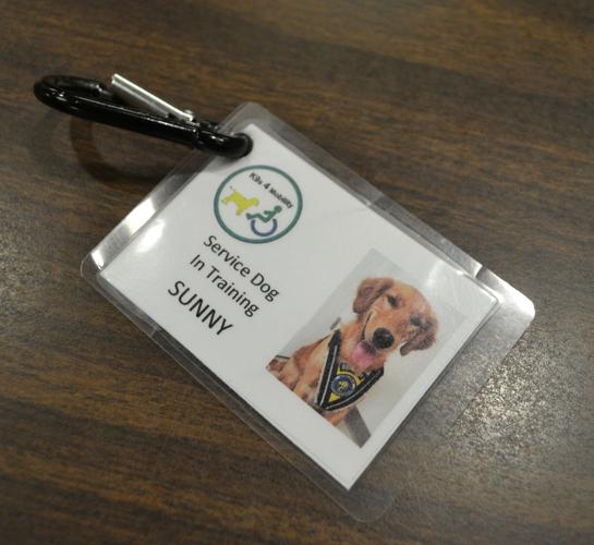 A special bond: ‘Courthouse dogs’ make invisible appearance in ...