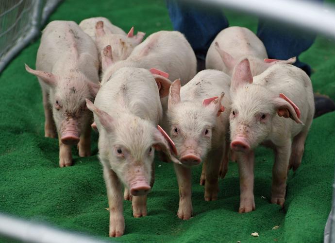 Heritage Fair: Pig racing a family favorite | | dundalkeagle.com