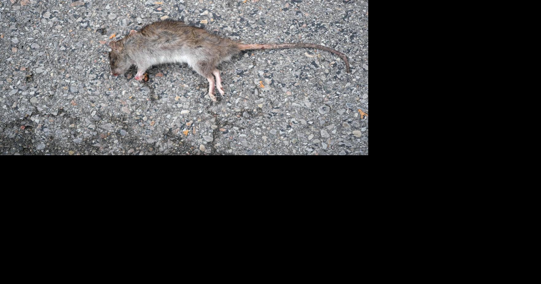 Once again, Oshawa named one of Canada's 'rattiest' cities: Expert tips ...