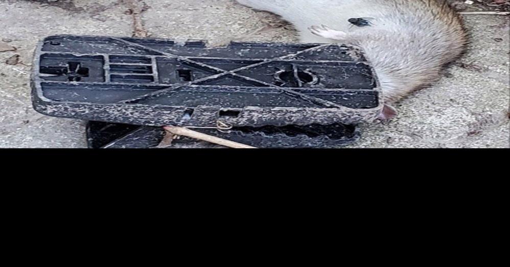 ‘RATS!’: Durham Region cities among ‘rattiest’ in Ontario