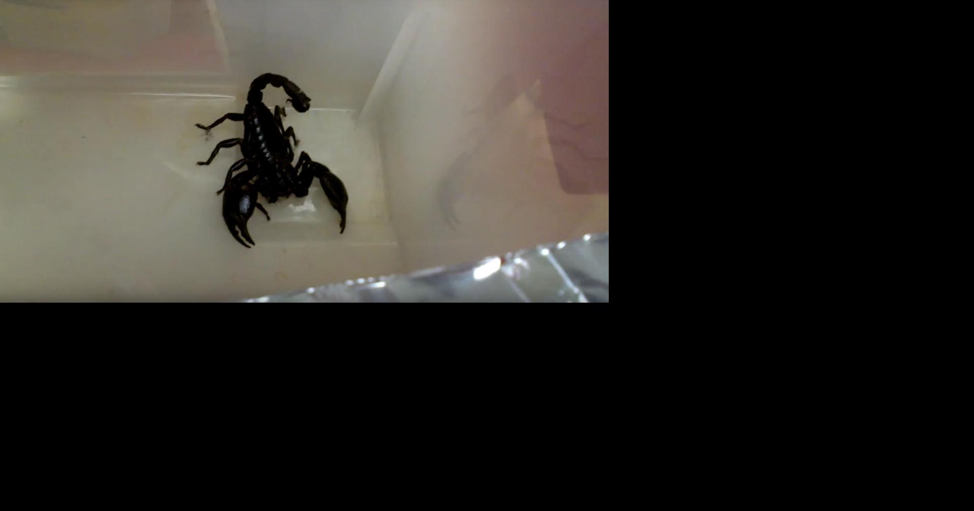 Woman finds venomous scorpion in bedroom