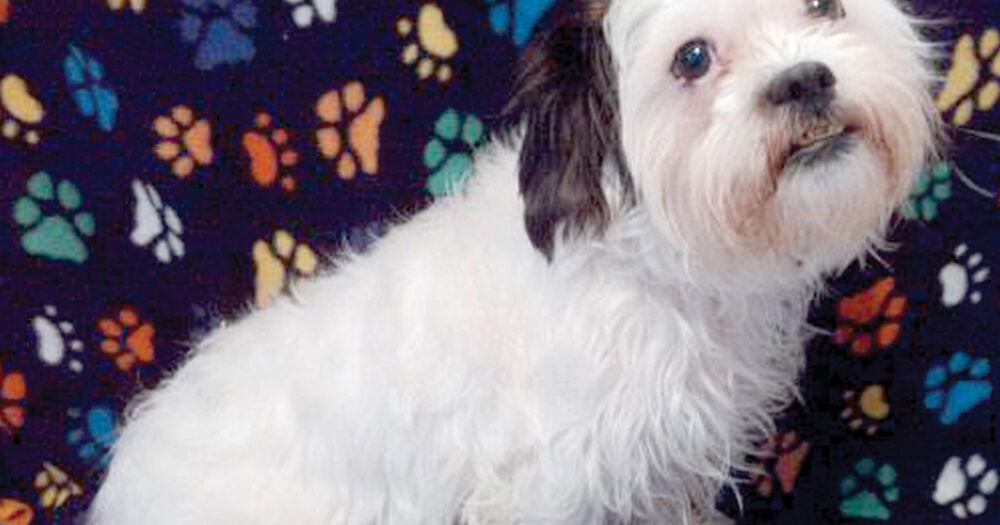 Team Chelsea continues to reunite lost Durham pets with owners