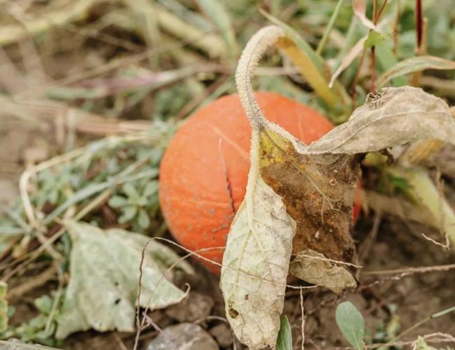 Celebrate spooky season at Durham pumpkin patches