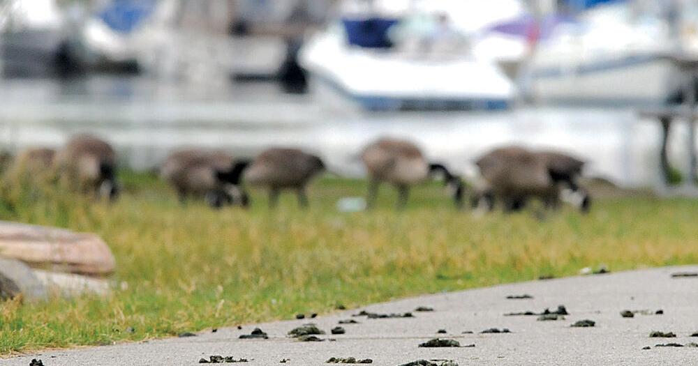 Watch out for bird droppings if you’re heading outdoors