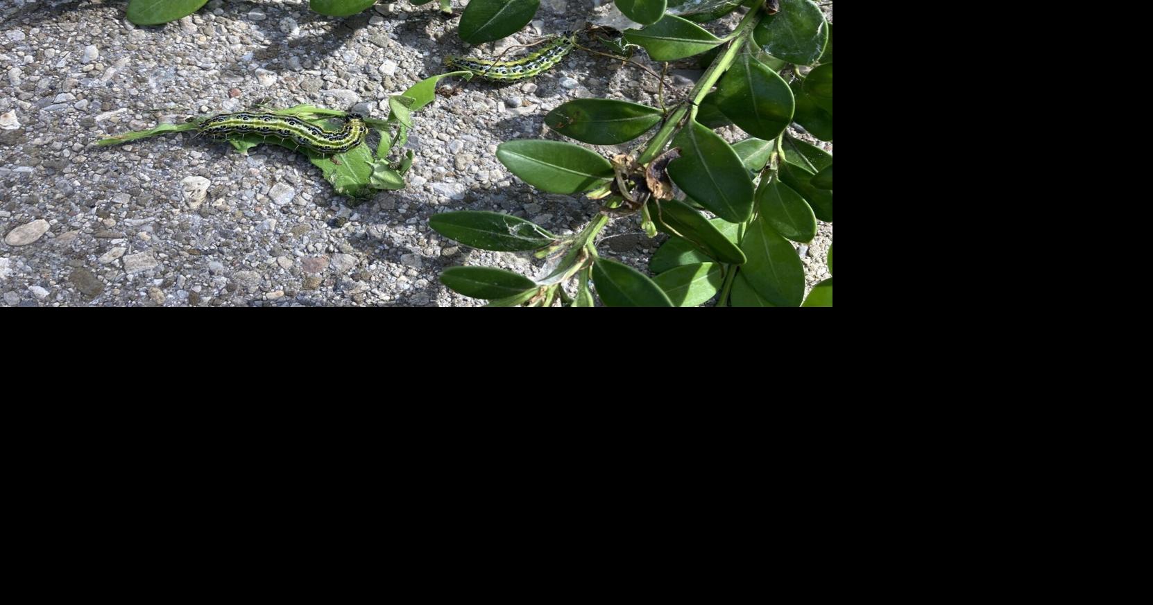 What to do if you spot a box tree moth in your garden?