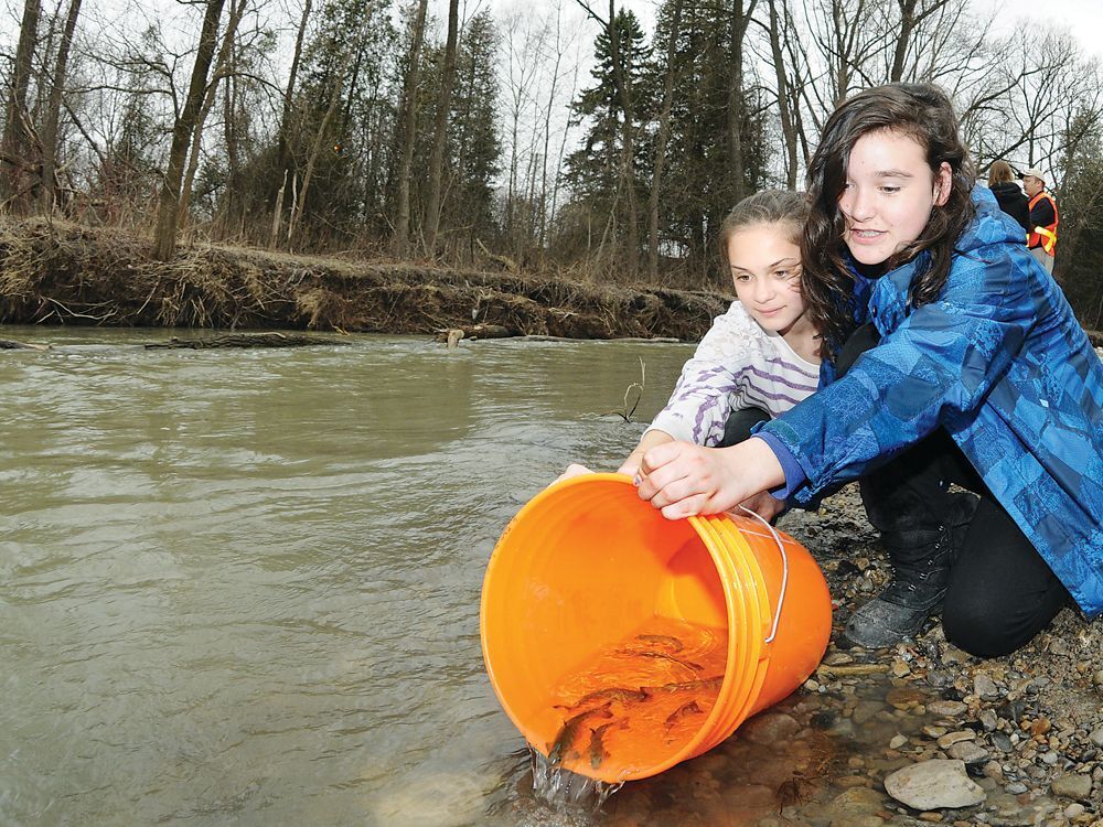 Bringing salmon back to Pickering