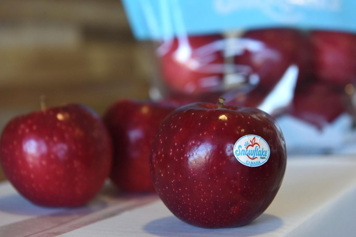 Algoma Orchards launches Snowflake Apple
