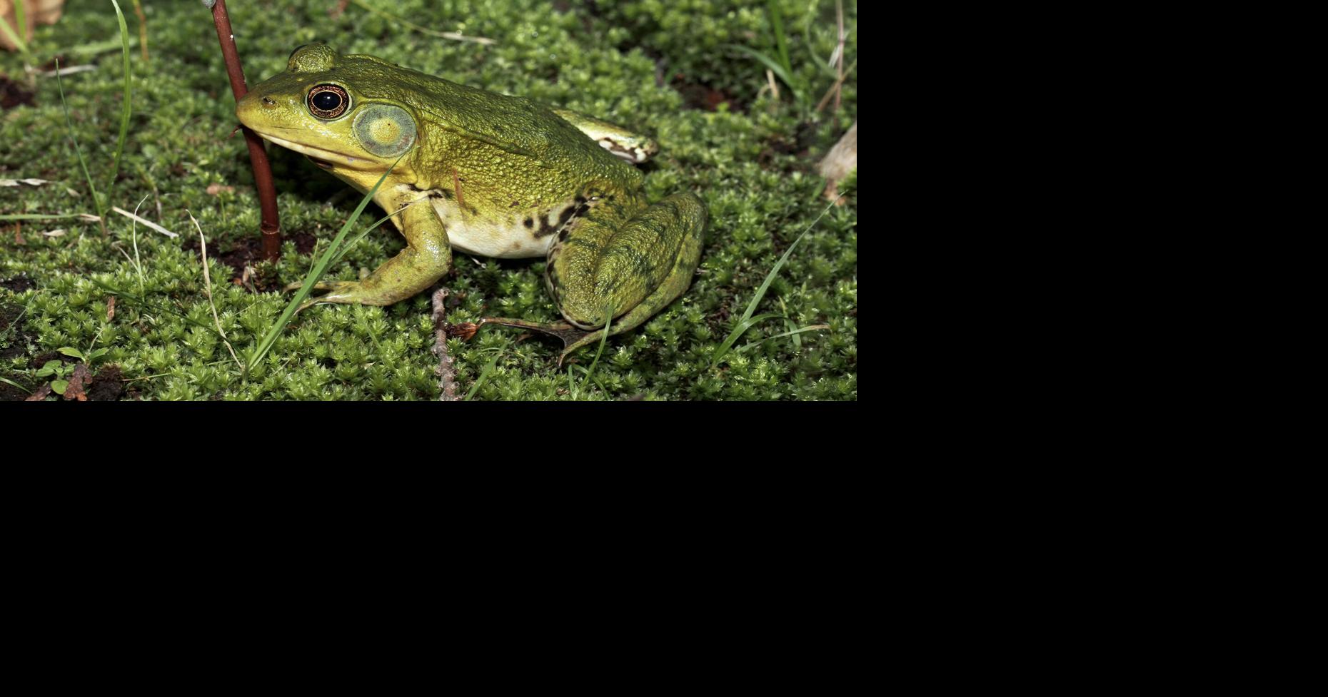 Can you dig it? Frogs are loving the new ponds being dug for them ...
