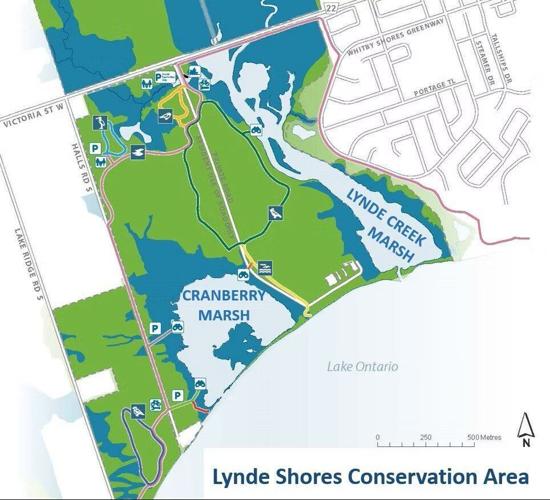 Wetland restoration project underway at Lynde Shores