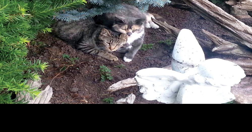 Whitby intends to capture cats that have been trapped, neutered and ...