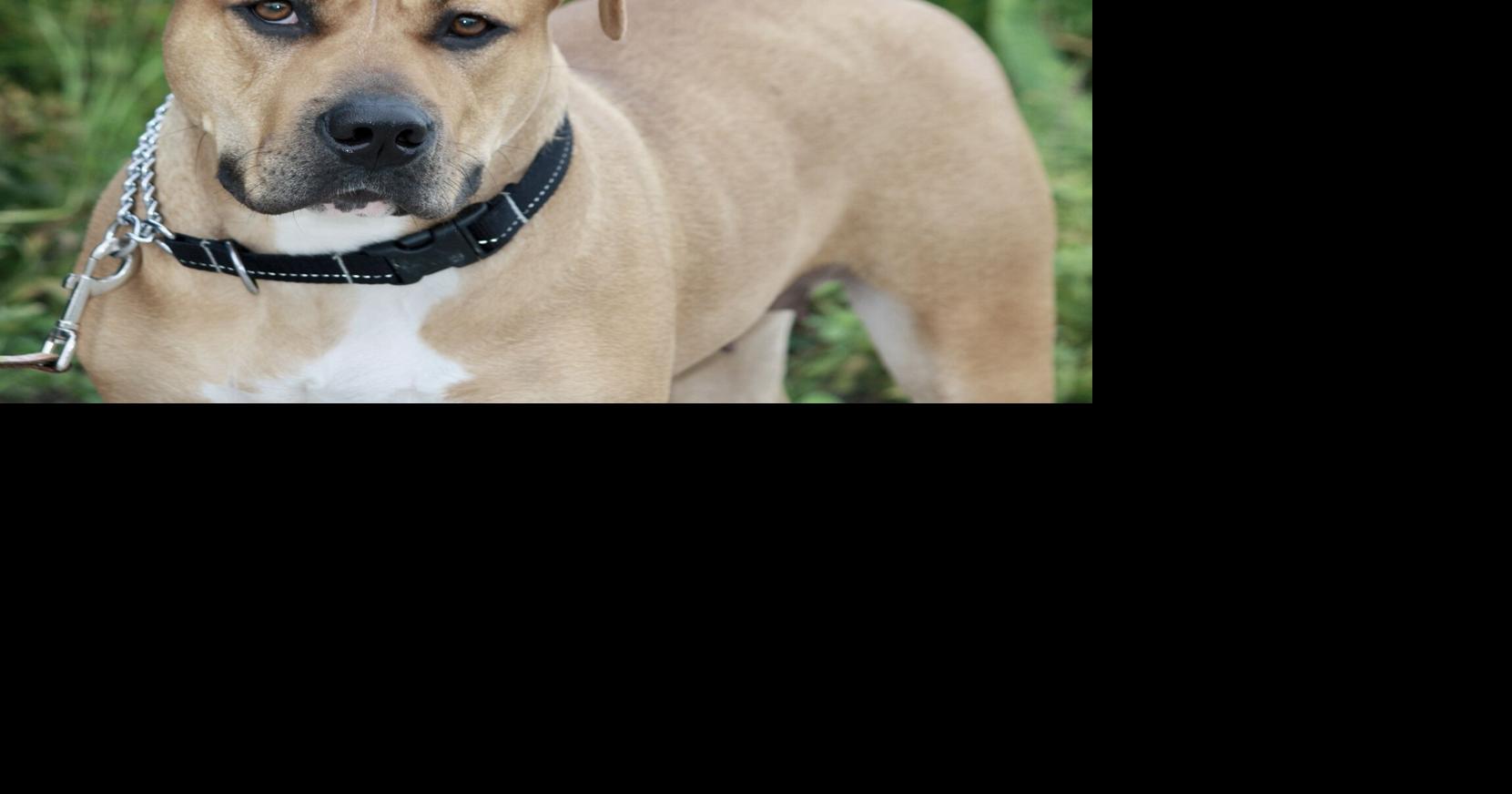 Help Daisy find a home in Durham this holiday season