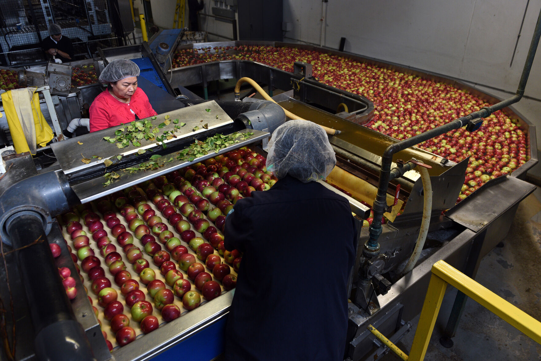 How about those apples? Algoma Orchards in business for 55 years