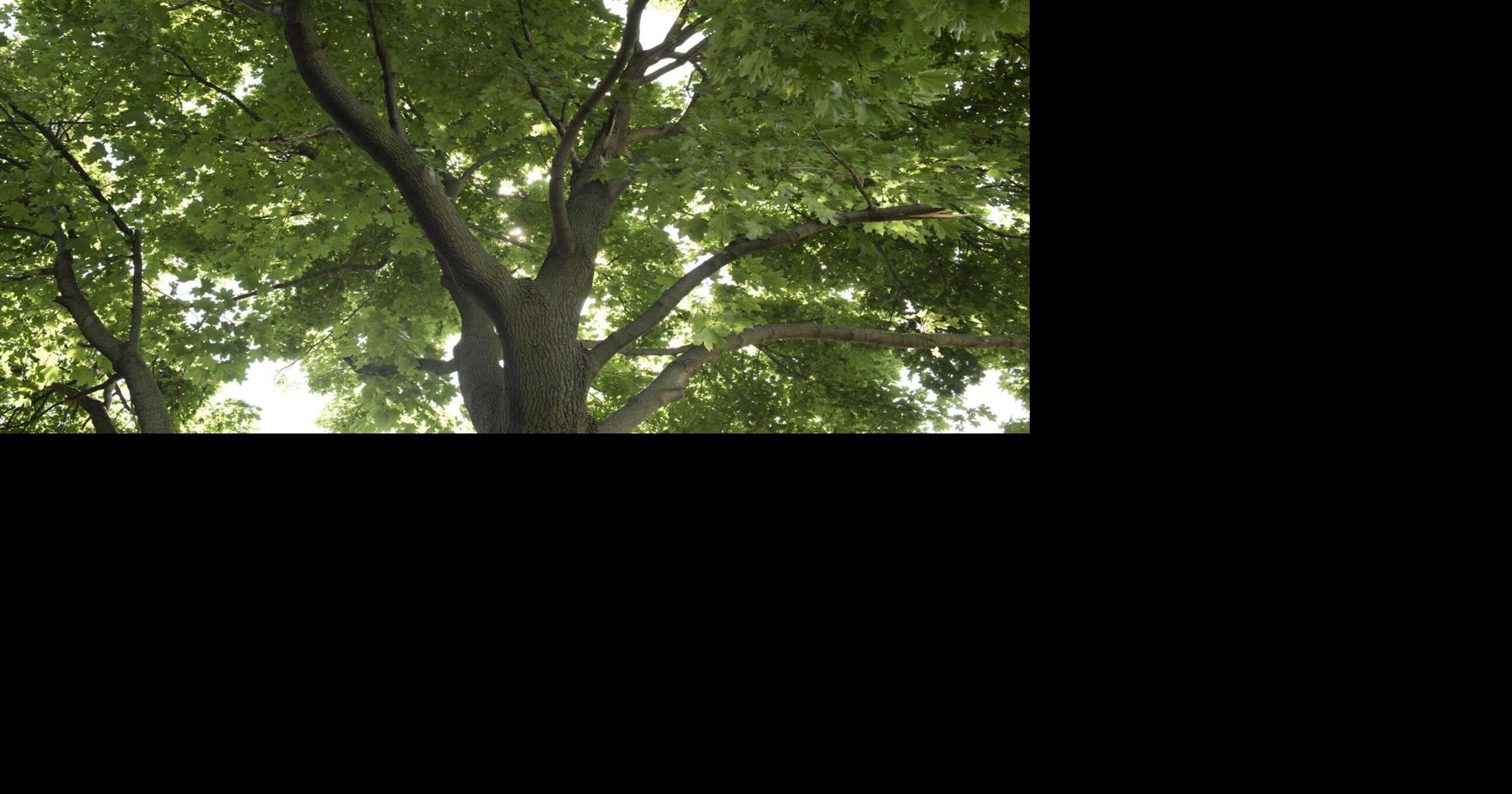 HAVE YOUR SAY: Help protect Pickering's trees