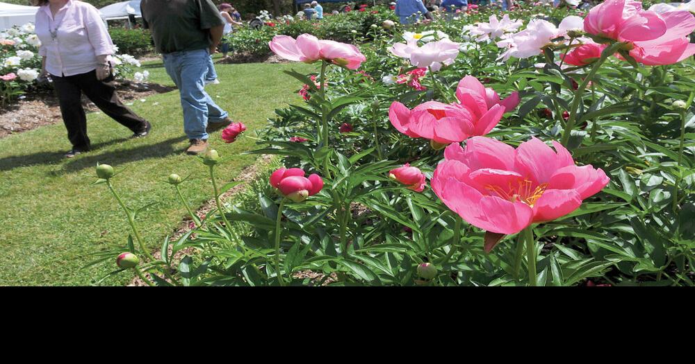 Peony Festival time in Oshawa