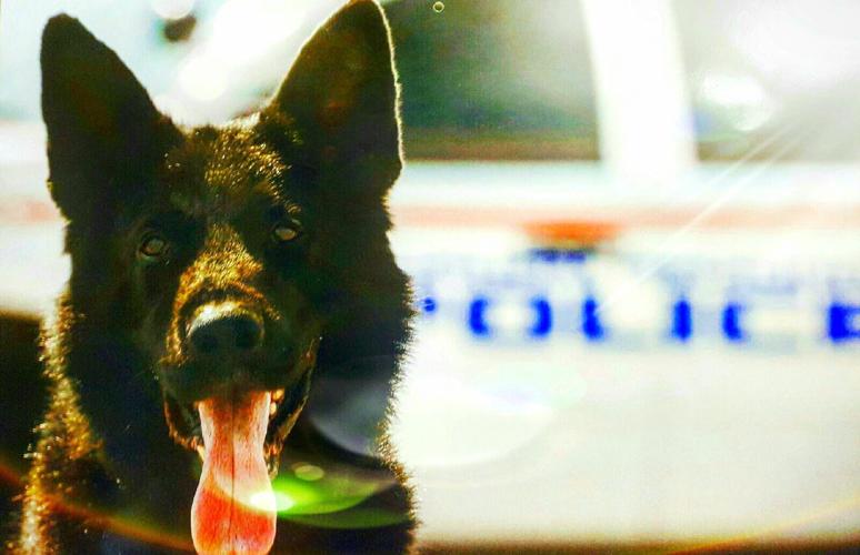 'You served with pride:' Retired Durham police dog Havoc dies