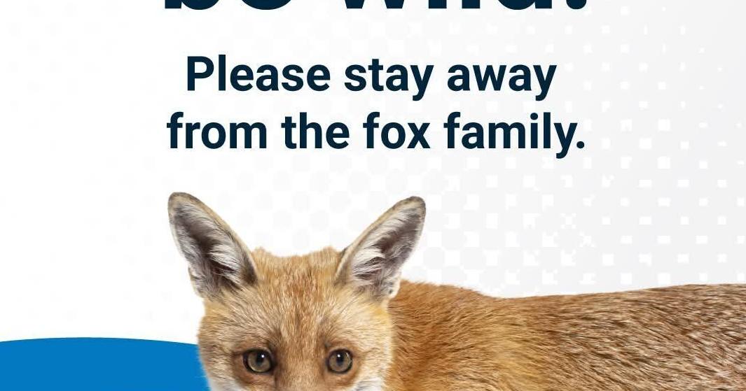 Clarington urges residents to leave Courtice fox family be