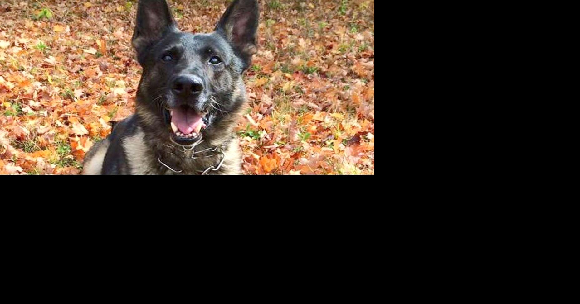 Police canine hero Ozzy passes away
