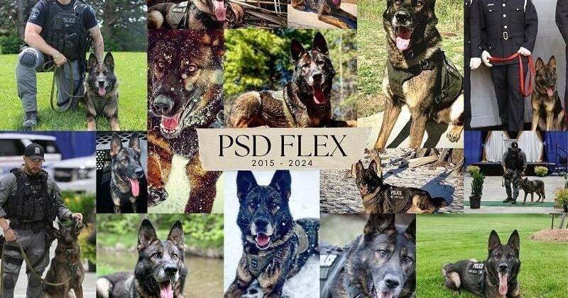 Durham Regional Police K9 dog Flex, 9, passes away