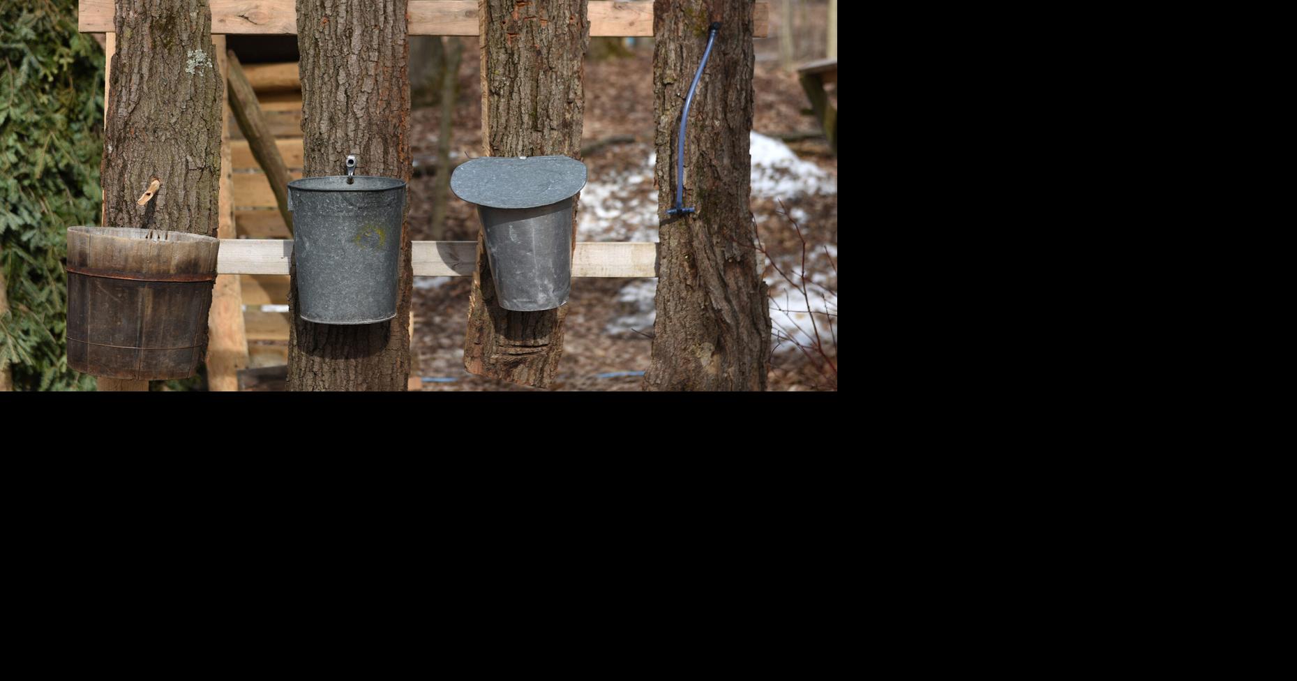 Sap season brings return of Purple Woods Maple Syrup Festival
