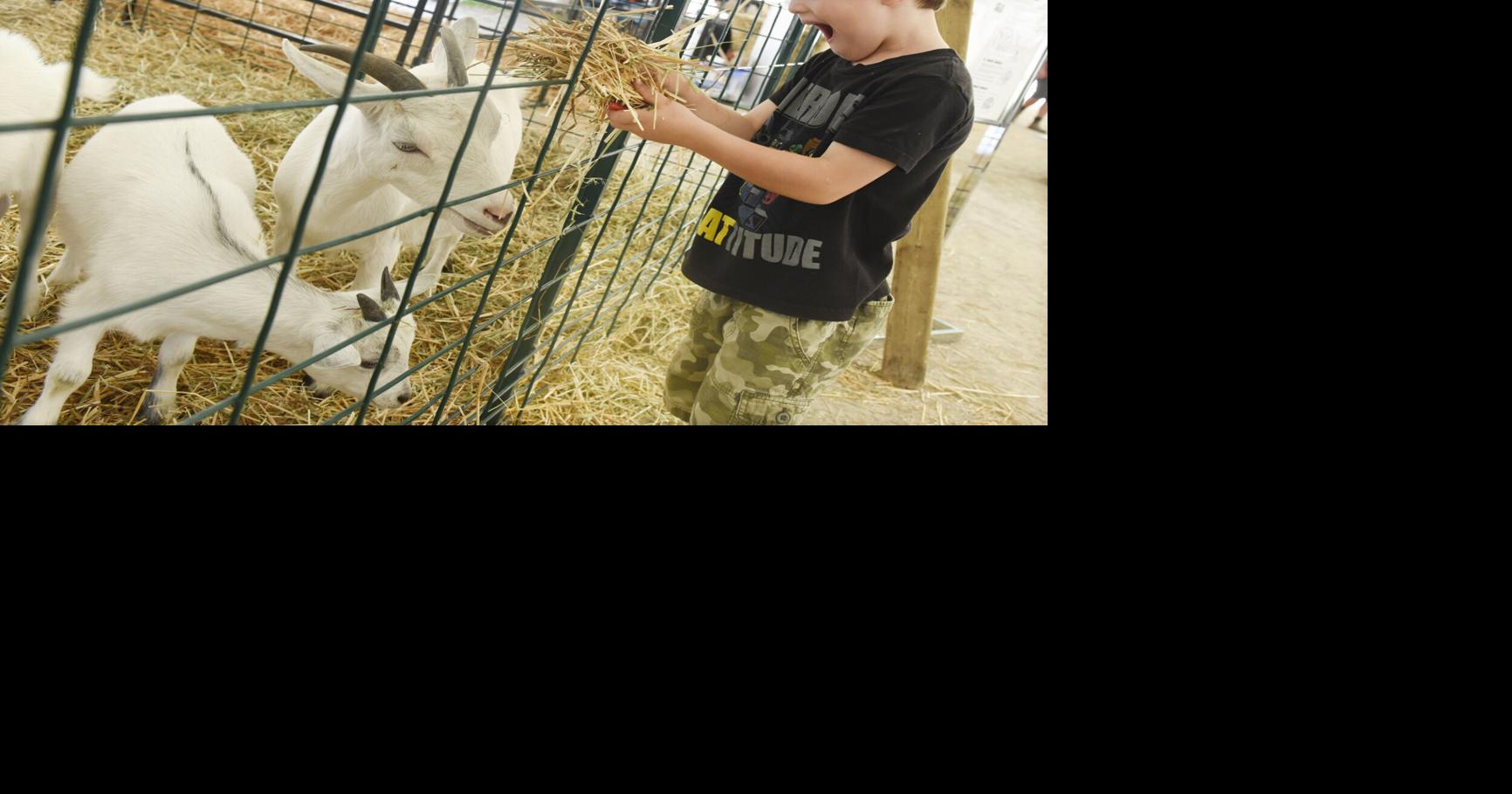 Goat showmanship workshop to return to Uxbridge
