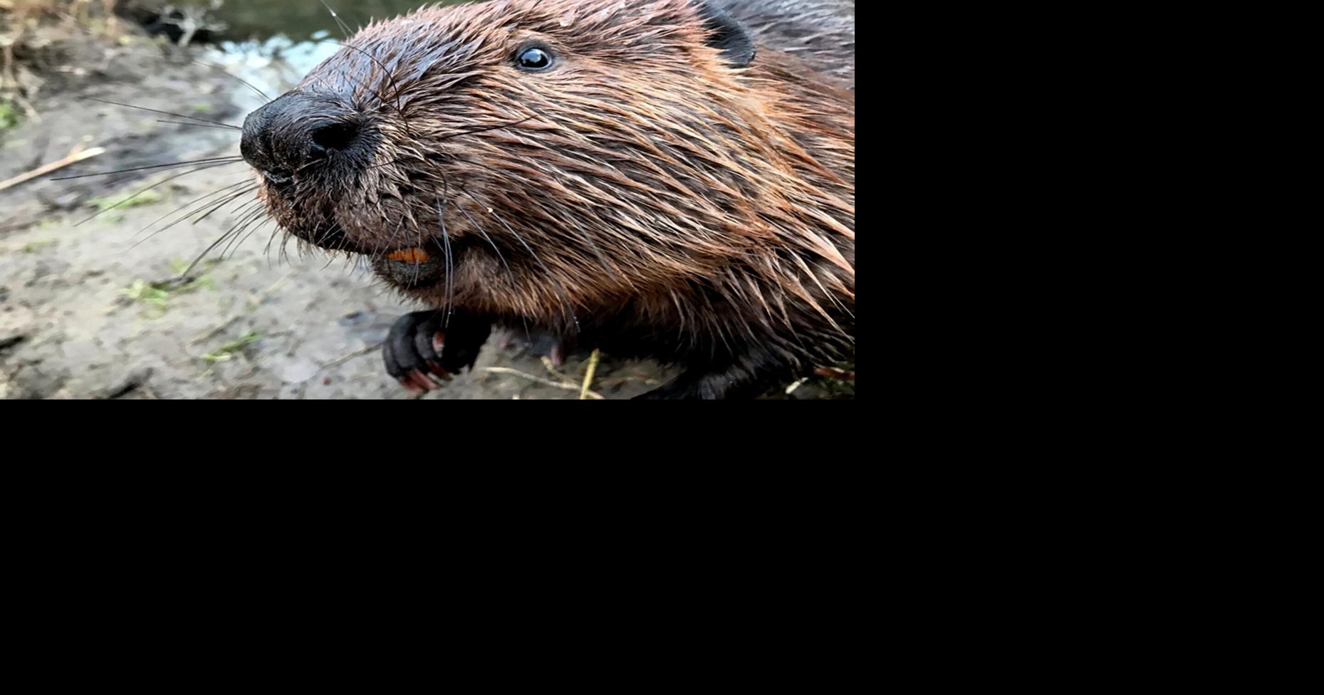 Don't feed the geese — or the beavers: Pickering Animal Services