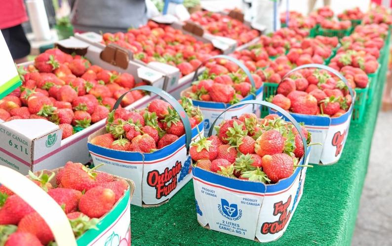 Ontario Strawberry Picking 2026: Season Dates