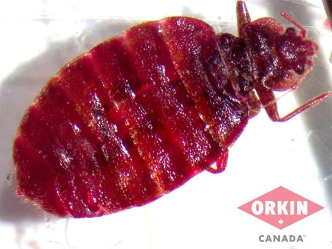 bed bug registry canada