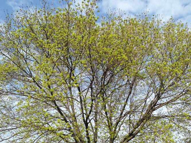 The plants that bloom in spring in Durham