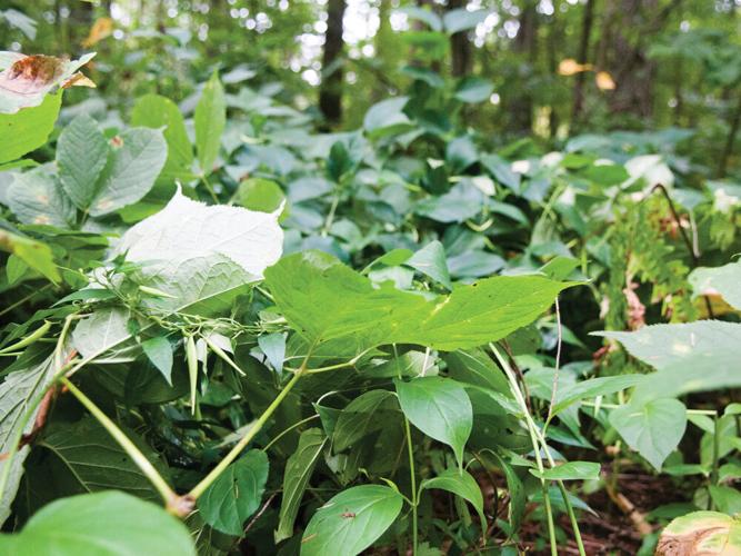Invasive plants buckthorn and dog-strangling vine gaining foothold ...
