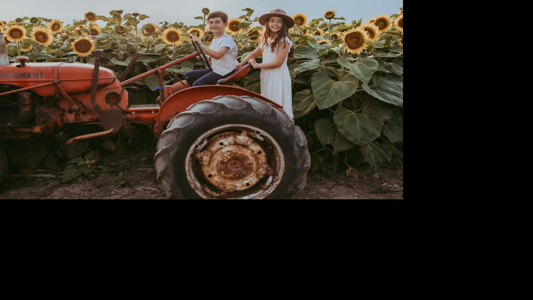 Bowmanville in bloom: Bragg Farms sunflower fields open