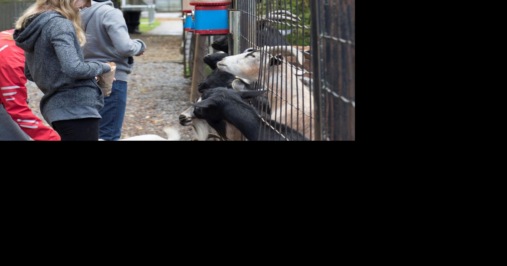 Michael Hackenberger reflects on his time at the Bowmanville Zoo on its ...