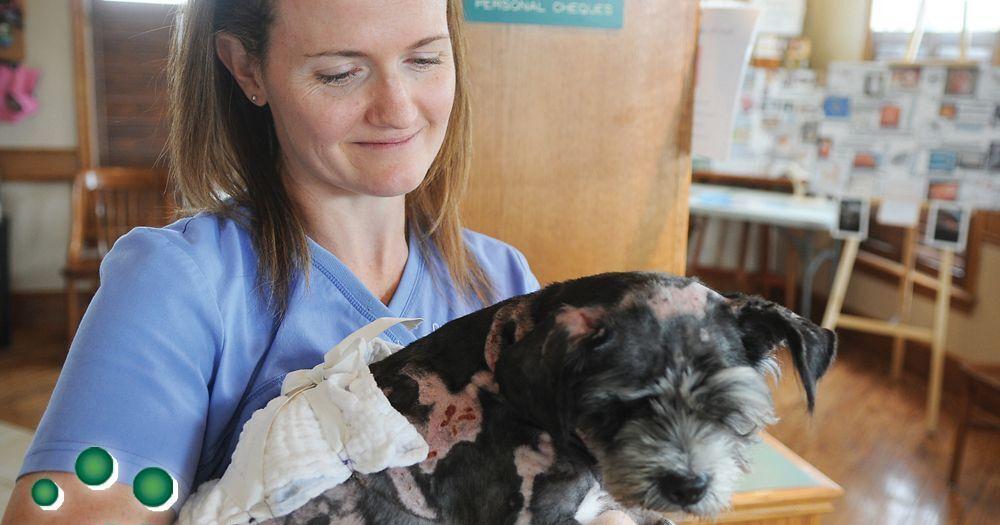 Severely burned dog found in Pickering