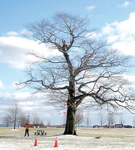 Red oak could be first official heritage tree in Ajax