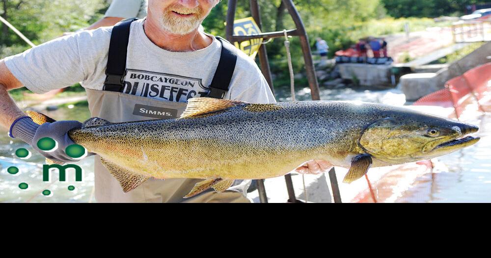 Fish Lift Getting Hundreds Of Salmon Up Bowmanville Creek