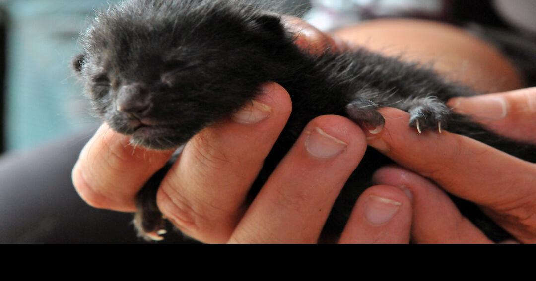 VIDEO: Meet Maxwell 'many legs,' Orangeville's five-legged cat