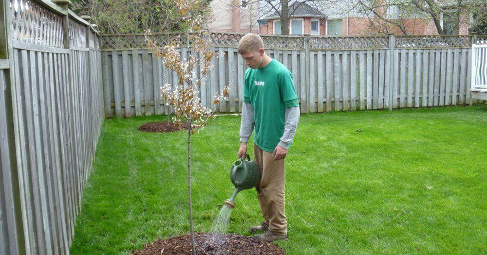 Ajax helps residents plant trees for less