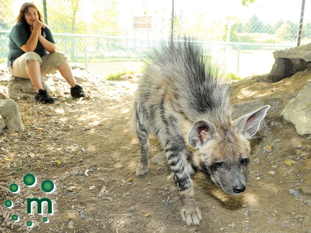 Rare striped hyenas arrive at Jungle Cat World Wildlife Park